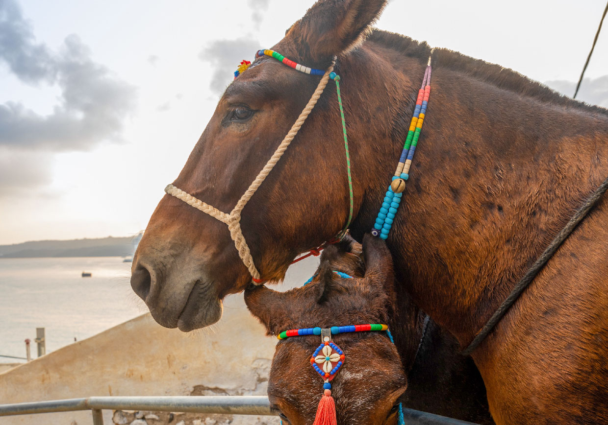 Nina o Nuna Mula - El Inca - Sitio web de sociedad y cultura